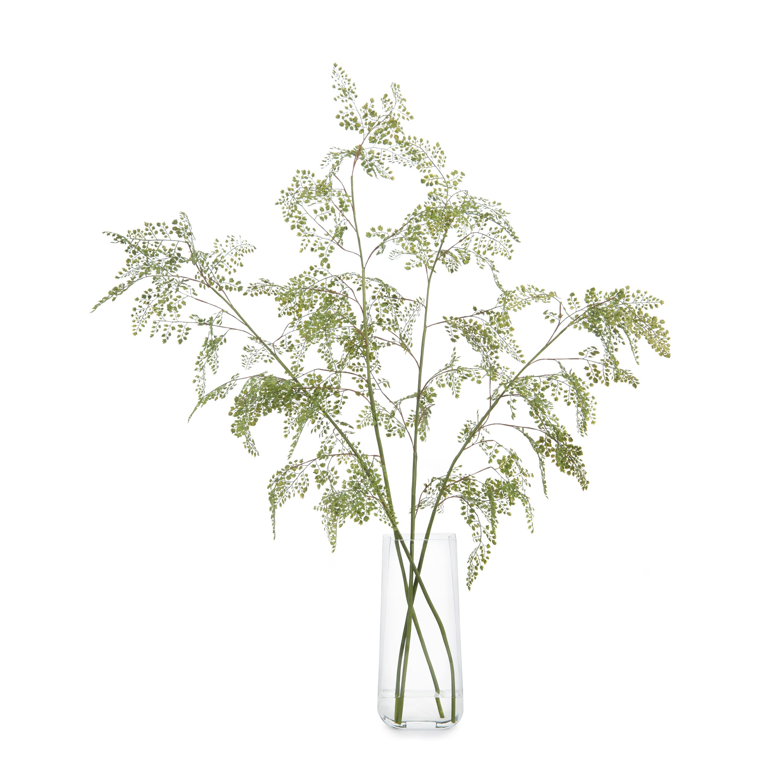 Aqua Fern by John Richard | Marc Pridmore Designs